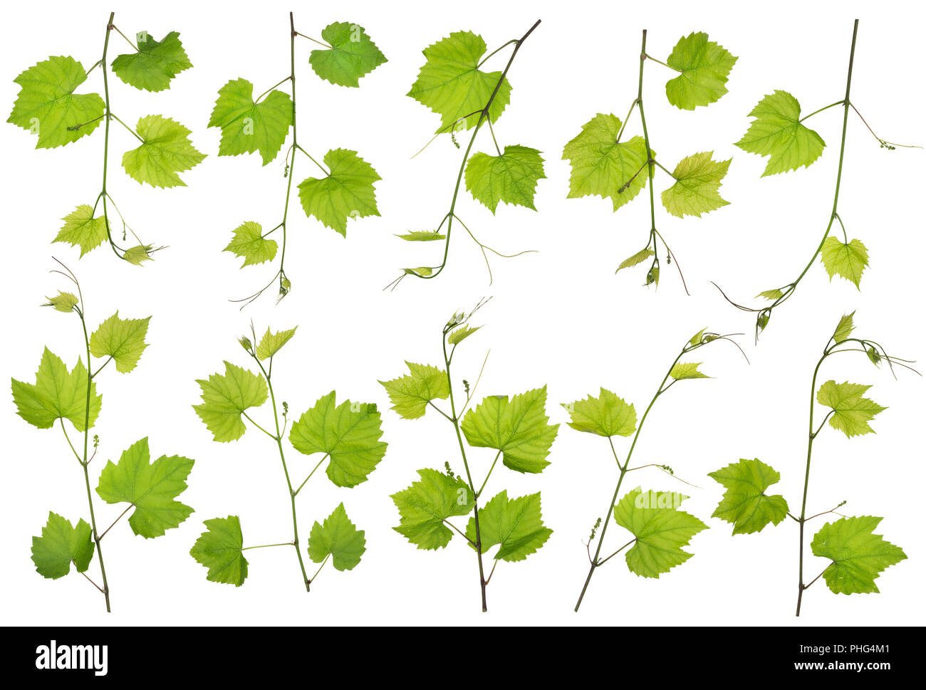Set spring fresh green Cut Out Stock Images & Pictures - Alamy