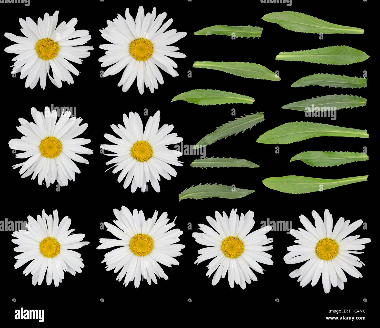 Daisies set isolated on black Stock Photo - Alamy