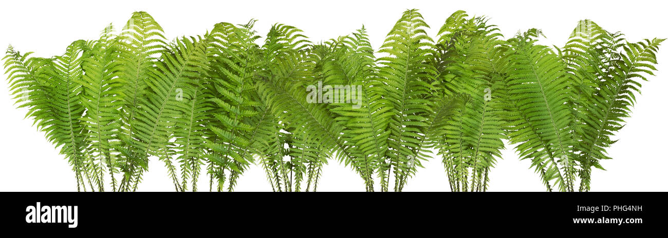 Tropical garden border hi-res stock photography and images - Alamy