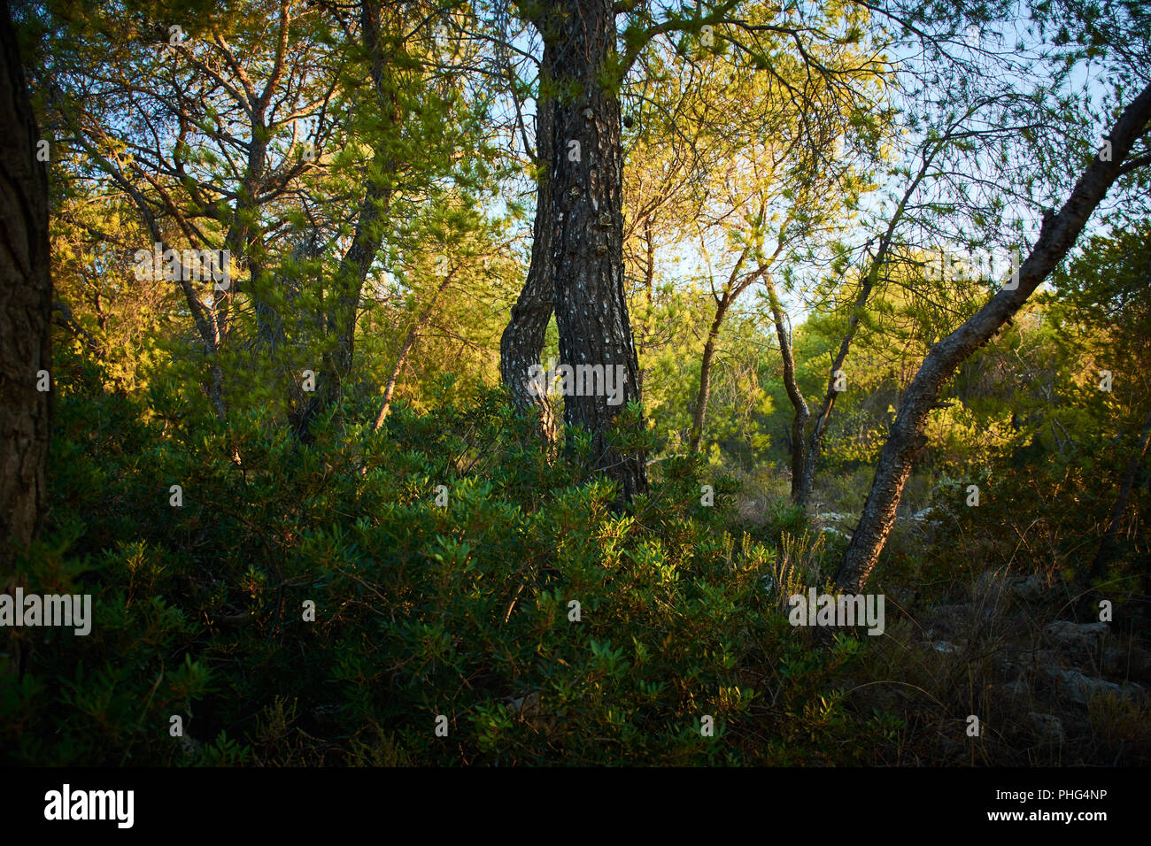 an independent tree among many other which are not as strong and rooted ...