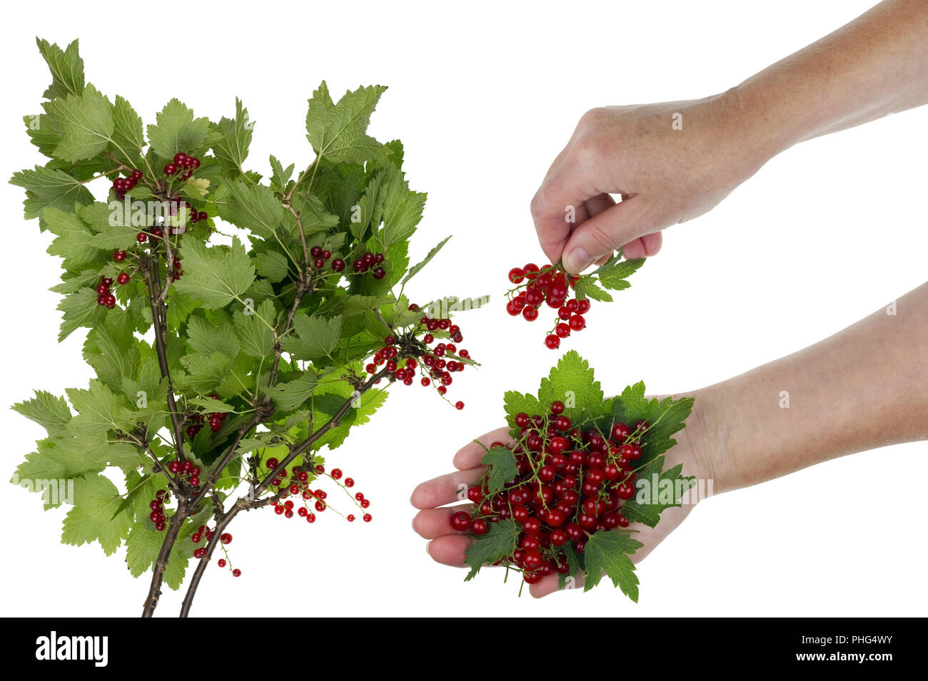 Harvesting berries hi-res stock photography and images - Alamy