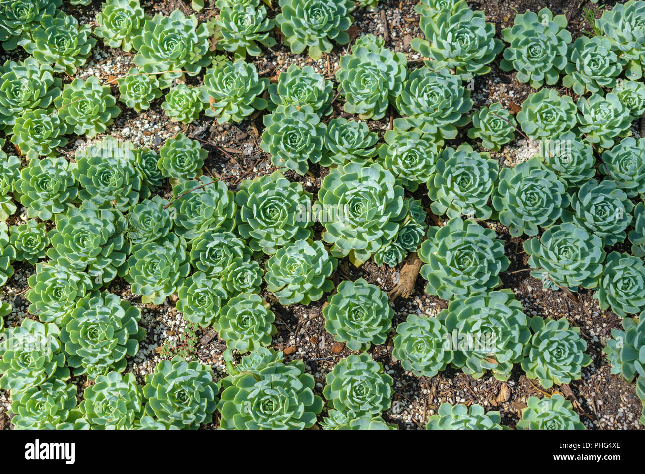 Echeveria glauca (Blue Mexican Hen and Chicks) succulent plants Stock ...