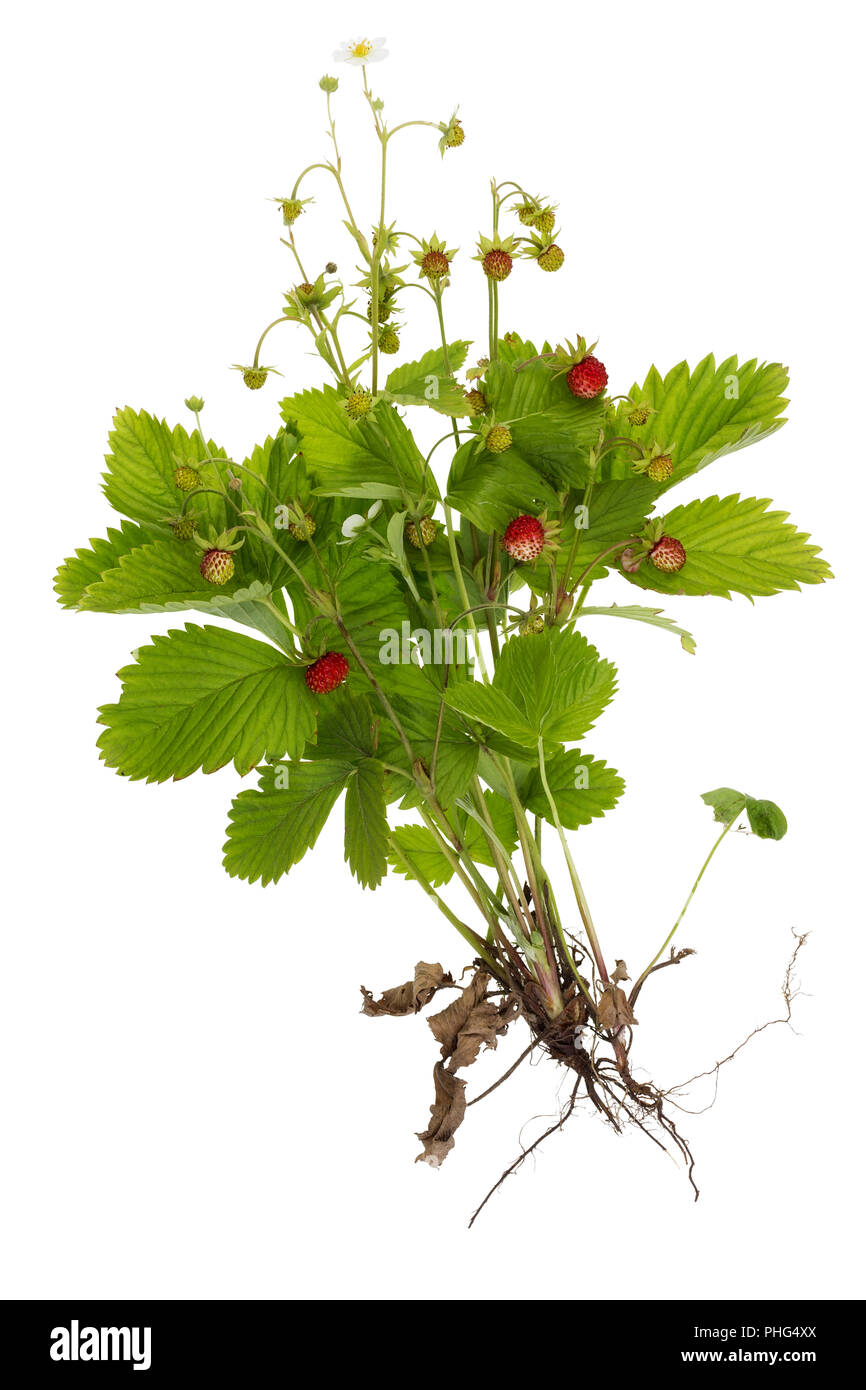 Wild berries roots and leaves Stock Photo - Alamy