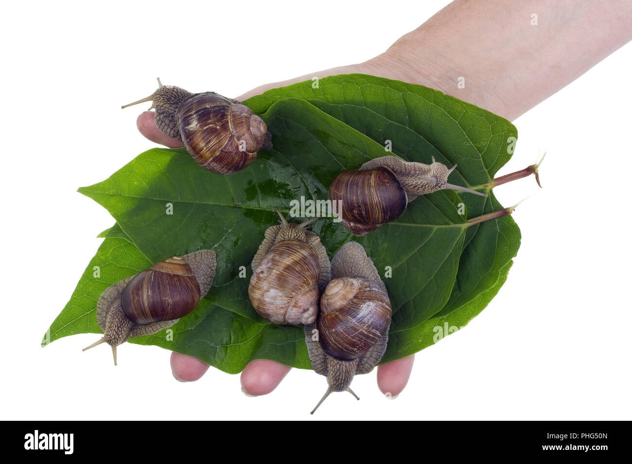 Eating snails in hand hi-res stock photography and images - Alamy