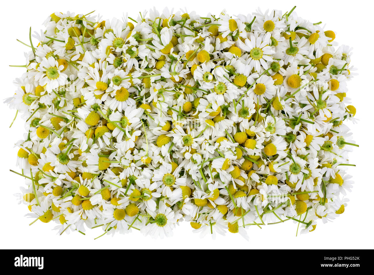 Yellow field banner Cut Out Stock Images & Pictures - Alamy