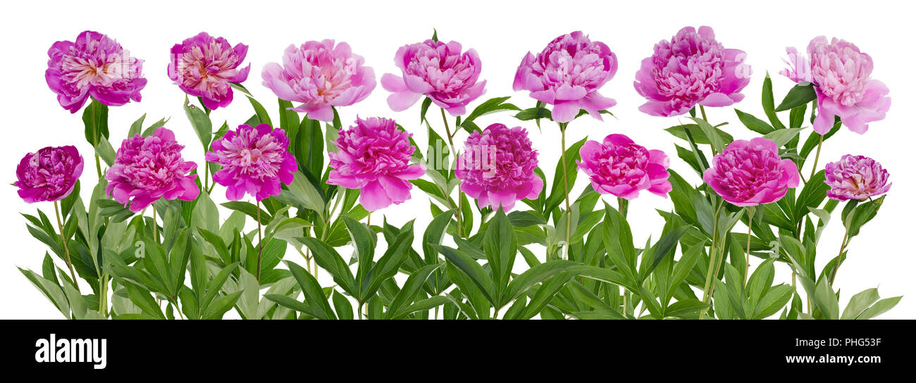 Pink peonies isolated border Stock Photo - Alamy