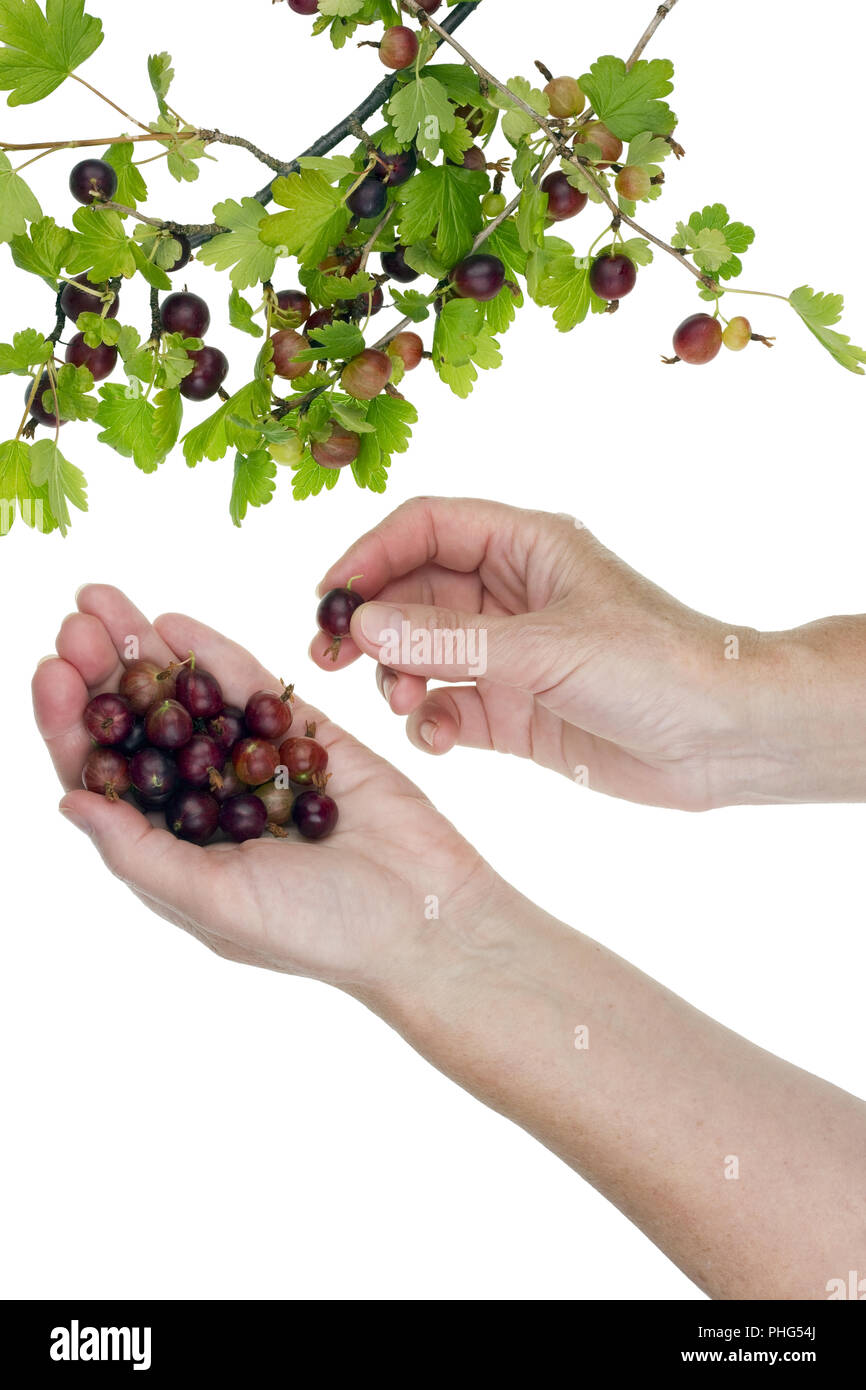 Wild forest berries harvesting Stock Photo - Alamy