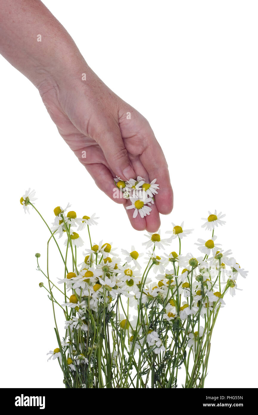 Pick flowers hi-res stock photography and images - Alamy