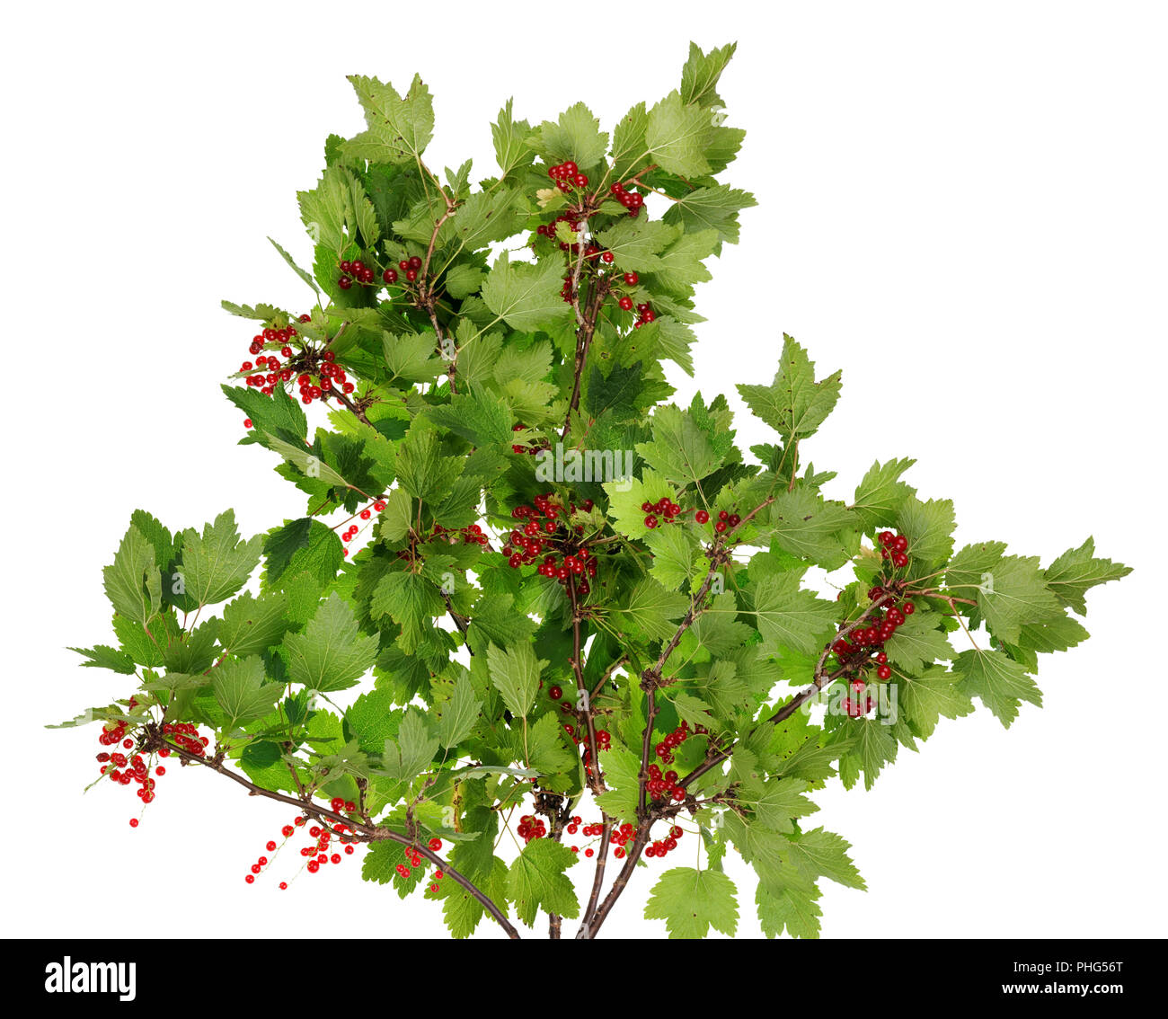 Sour red berries bush isolated Stock Photo - Alamy