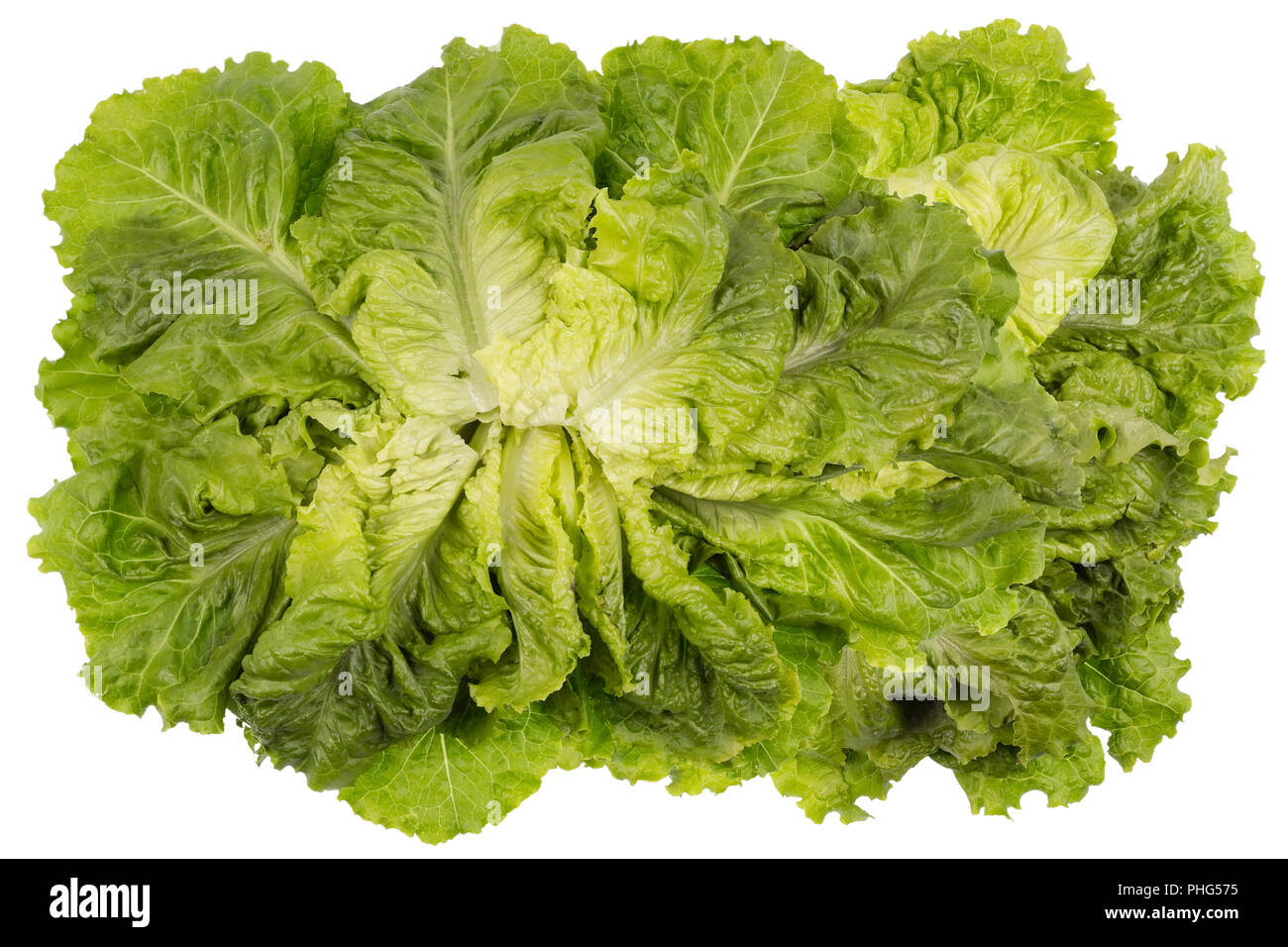 Rojal salad isolated Stock Photo - Alamy