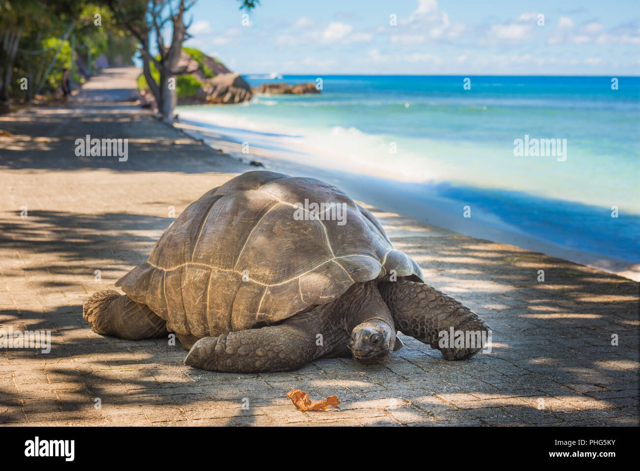 Seychelles giant tortoises hi-res stock photography and images - Alamy