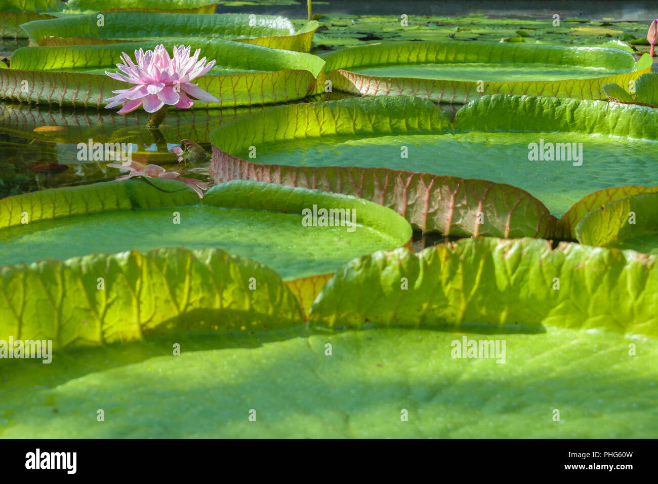 Victoria cruziana leaves (Santa Cruz water lily, water platter, yrupe ...