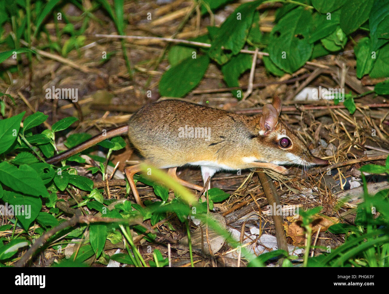 Elephant Shrew Eating
