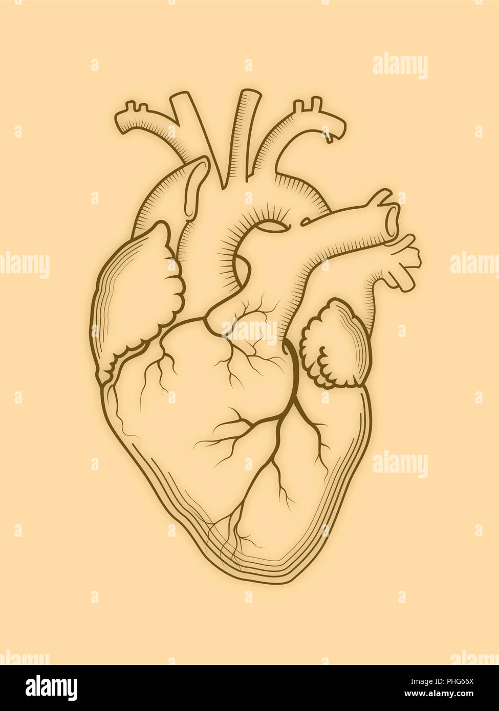 How To Draw Internal Structure Of Human Heart