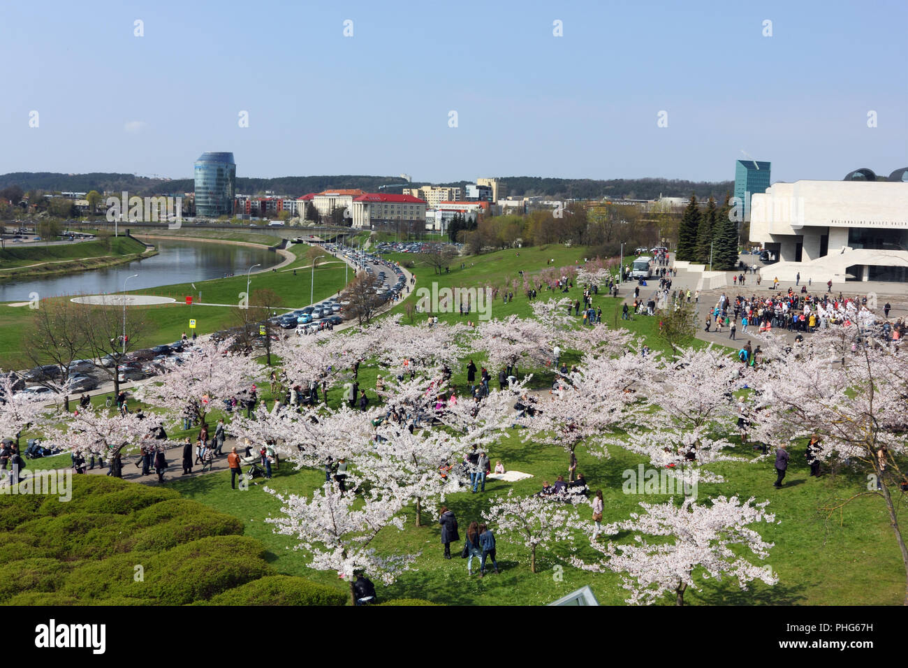 Blooming cherry blossoms in pink hi-res stock photography and images ...