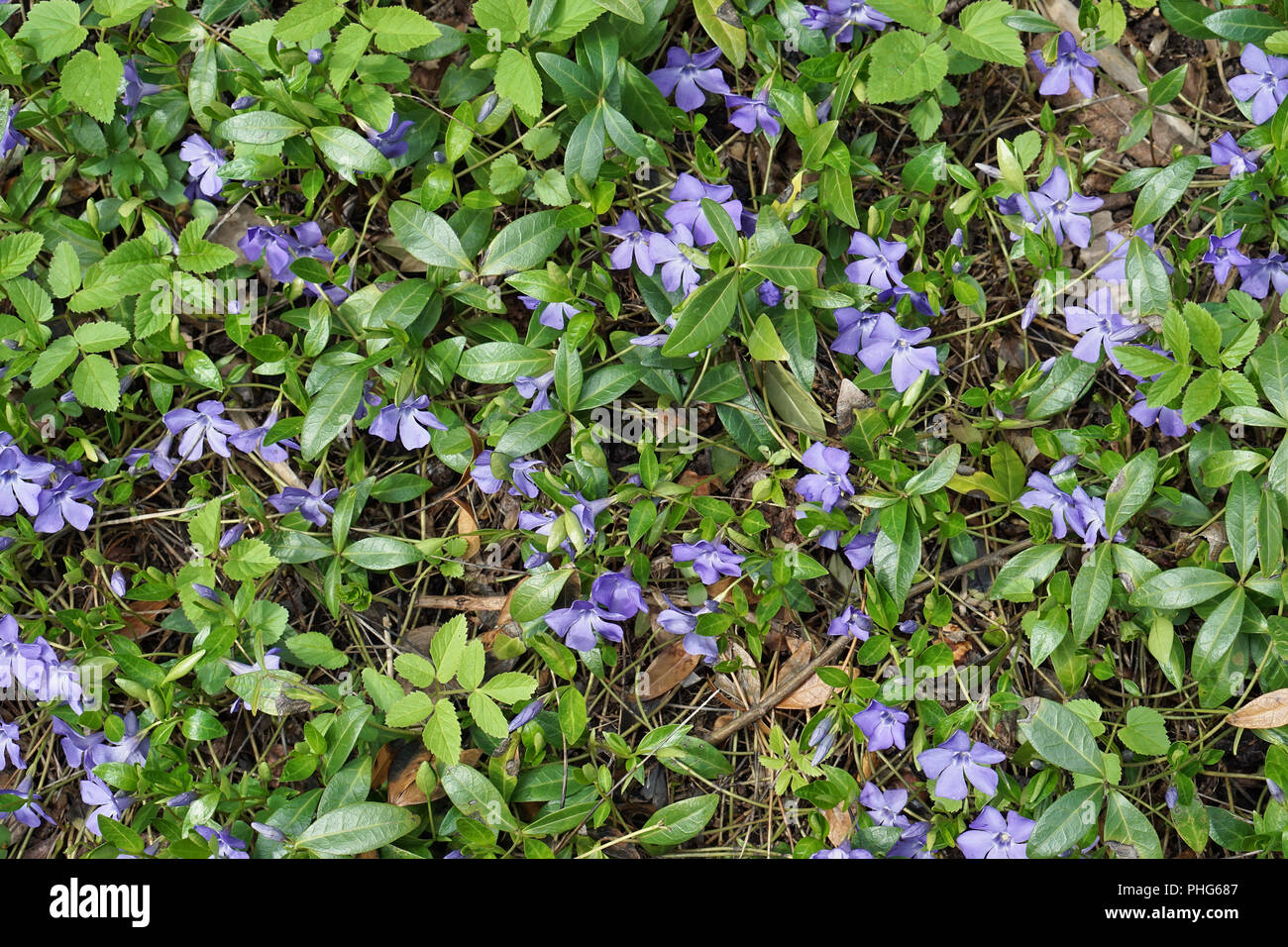 Periwinkle flowers hi-res stock photography and images - Alamy