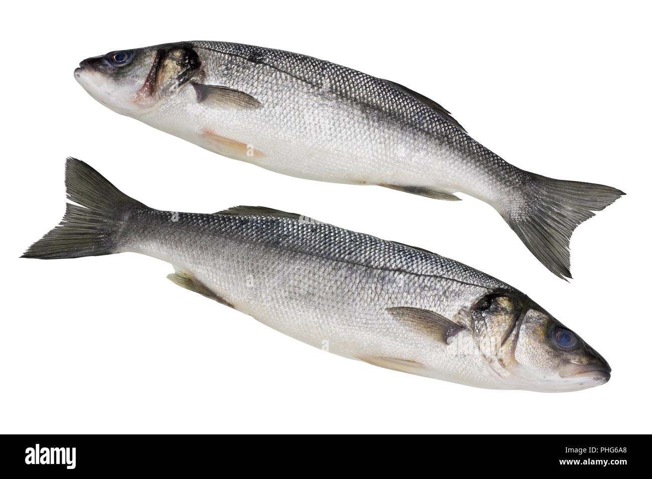 The fresh not cleared Seabass fish Stock Photo - Alamy