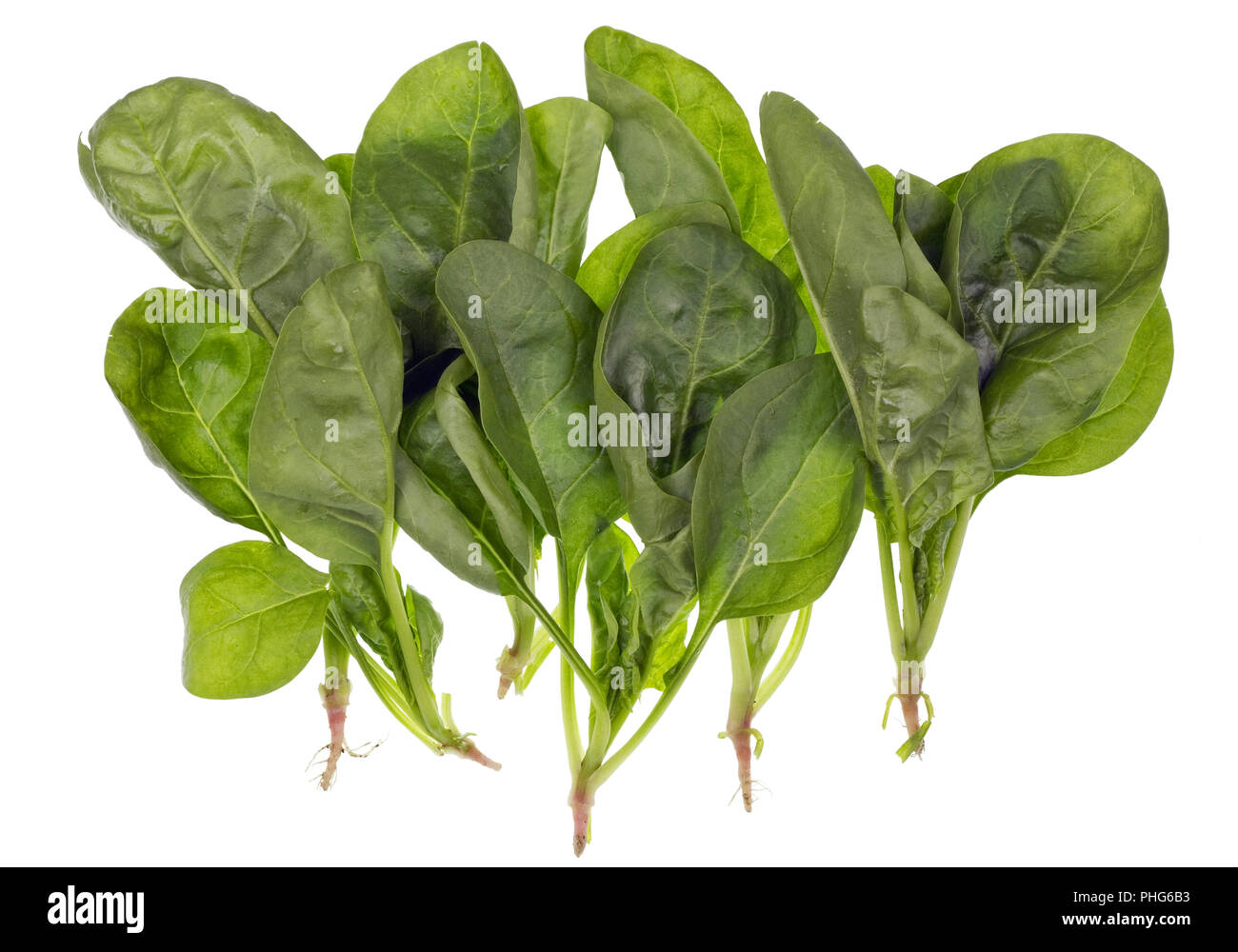 Spinach bed hi-res stock photography and images - Alamy