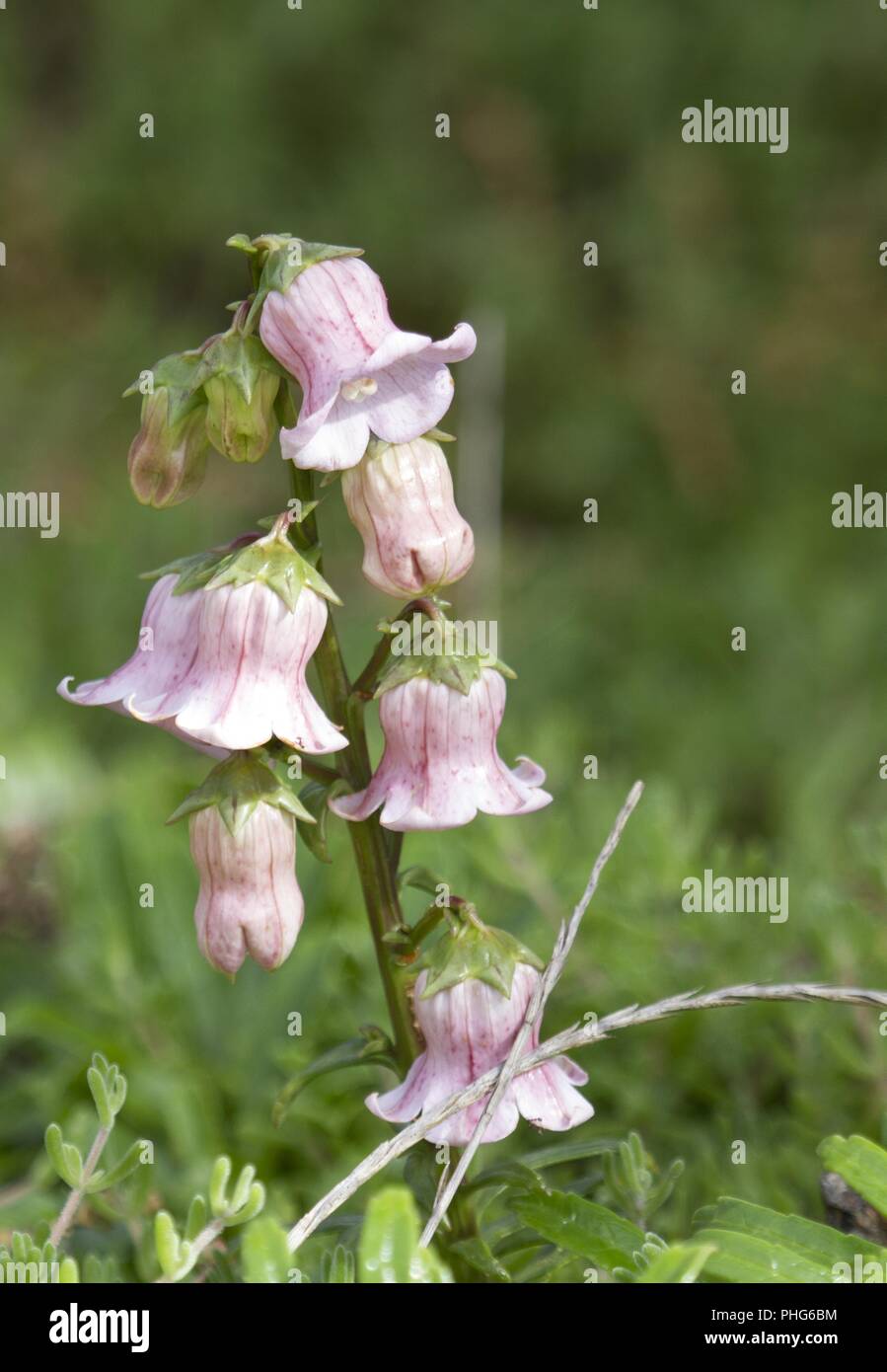 Azoren hi-res stock photography and images - Alamy