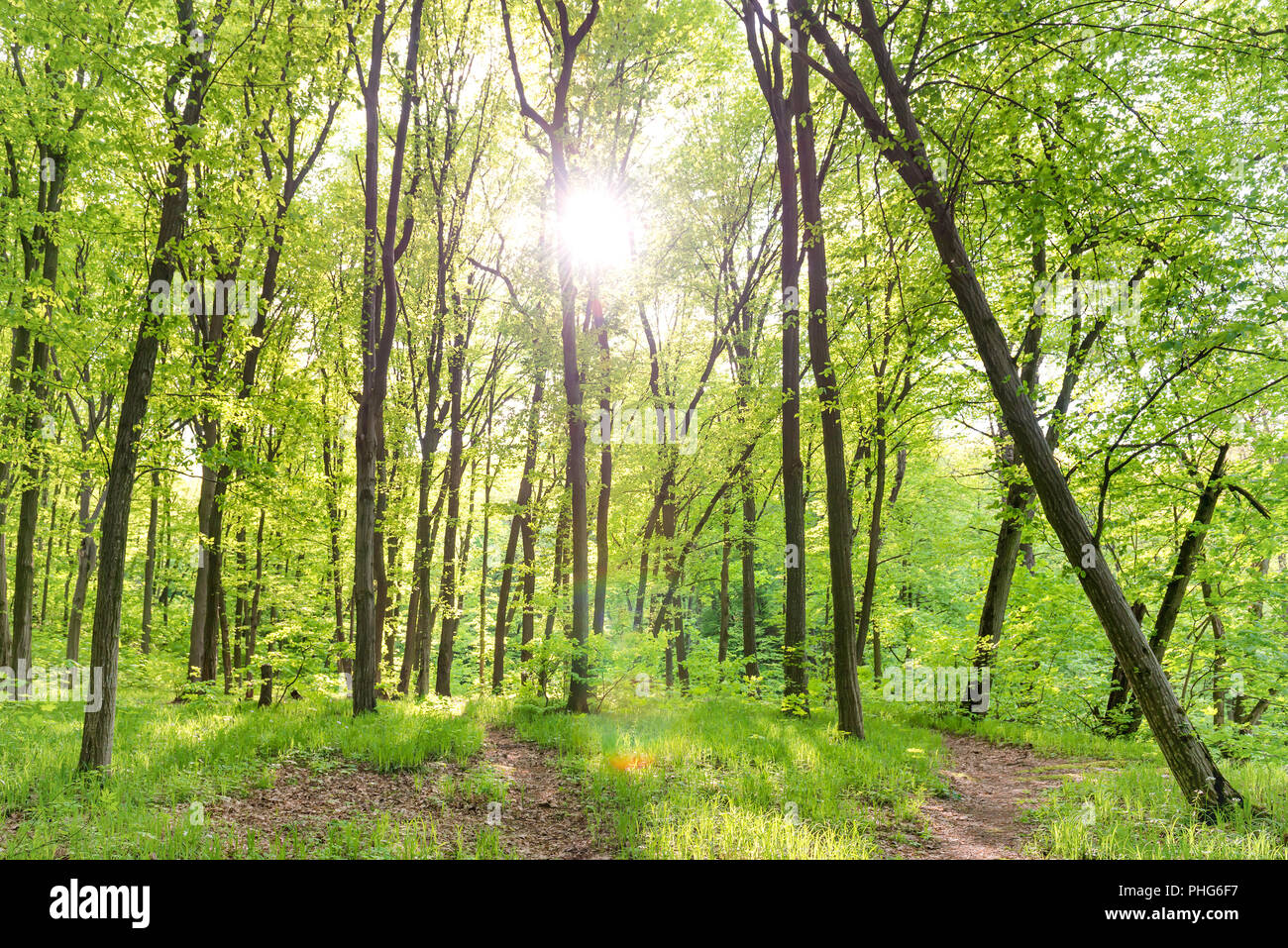 Morning scene in forest hi-res stock photography and images - Alamy