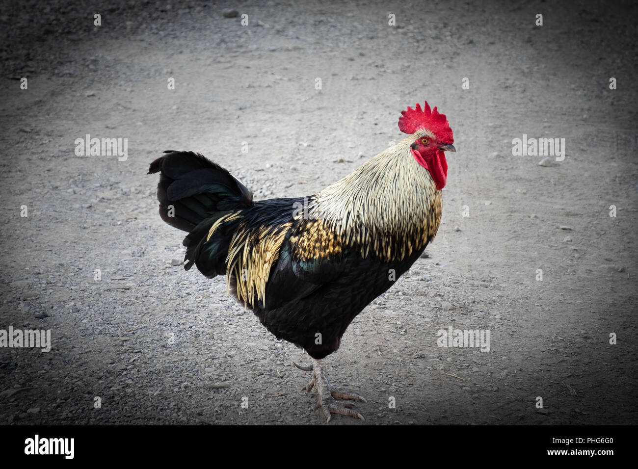 Rooster comb hi-res stock photography and images - Alamy