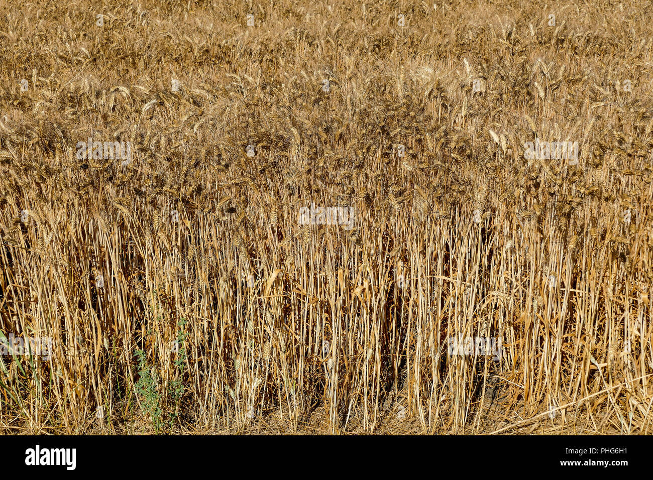 Harvest of wheat Texture of wheat Stock Photo - Alamy