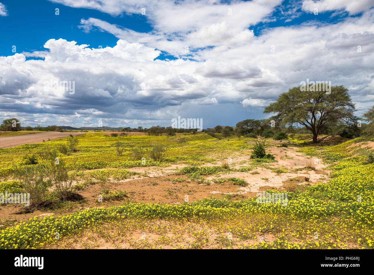 African Savanna Trees And Grass High Resolution Stock Photography and ...