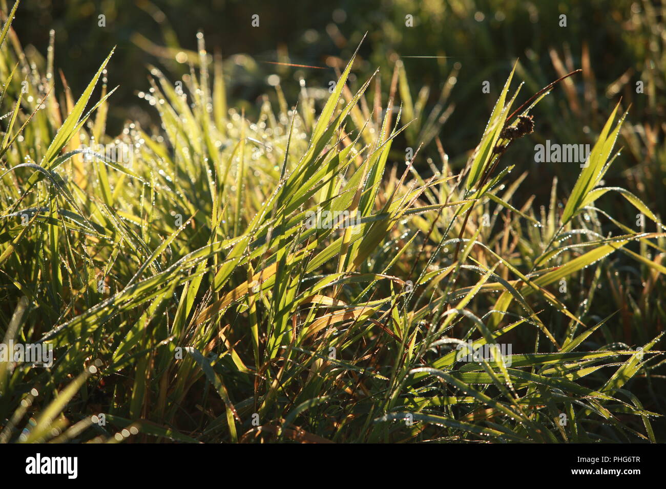 autumn dew on the green grass Stock Photo - Alamy