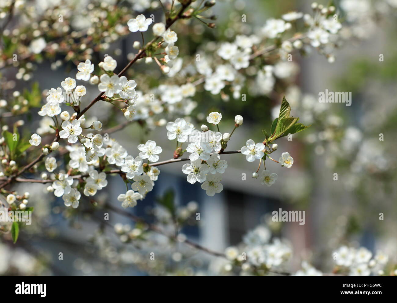 Single tree with flowers hi-res stock photography and images - Alamy
