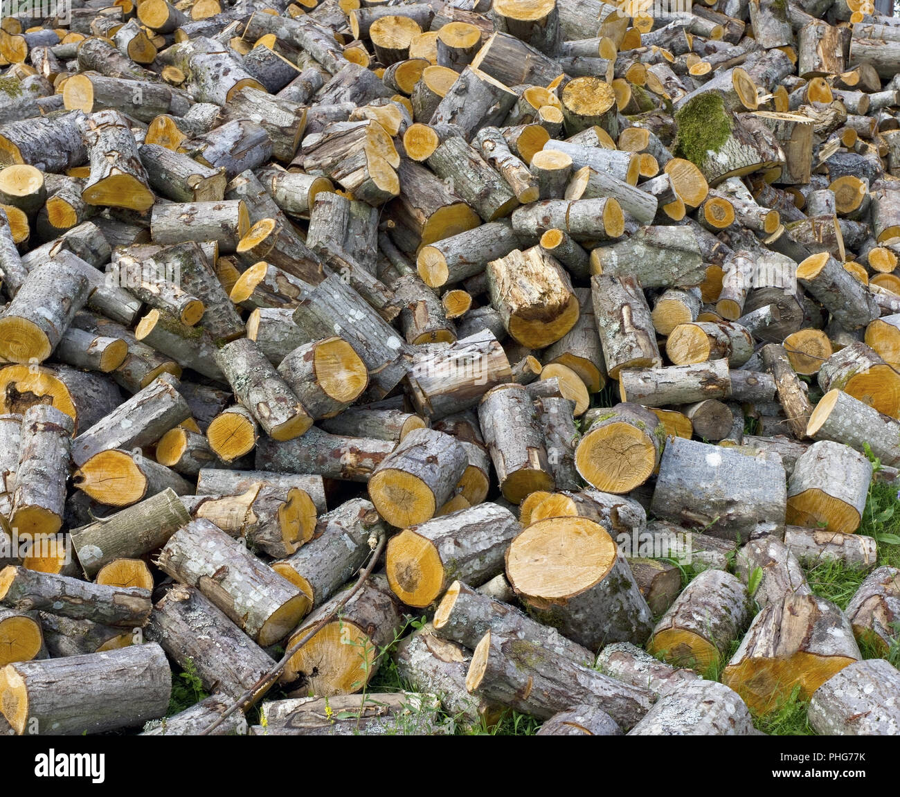 Aspen tree wood texture hi-res stock photography and images - Alamy