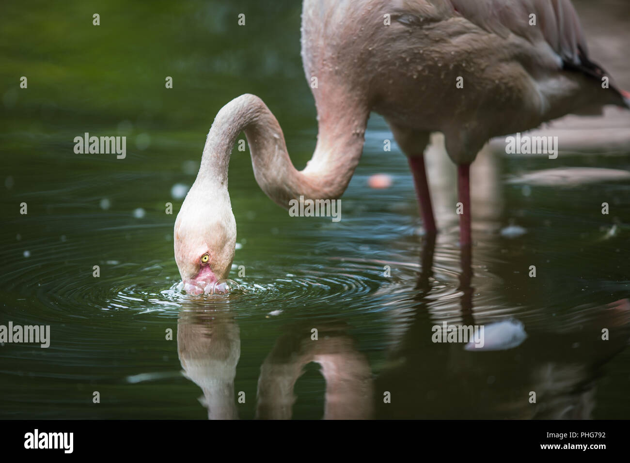 Pink Flamingo feeding in water - filtering water with its beak Stock ...