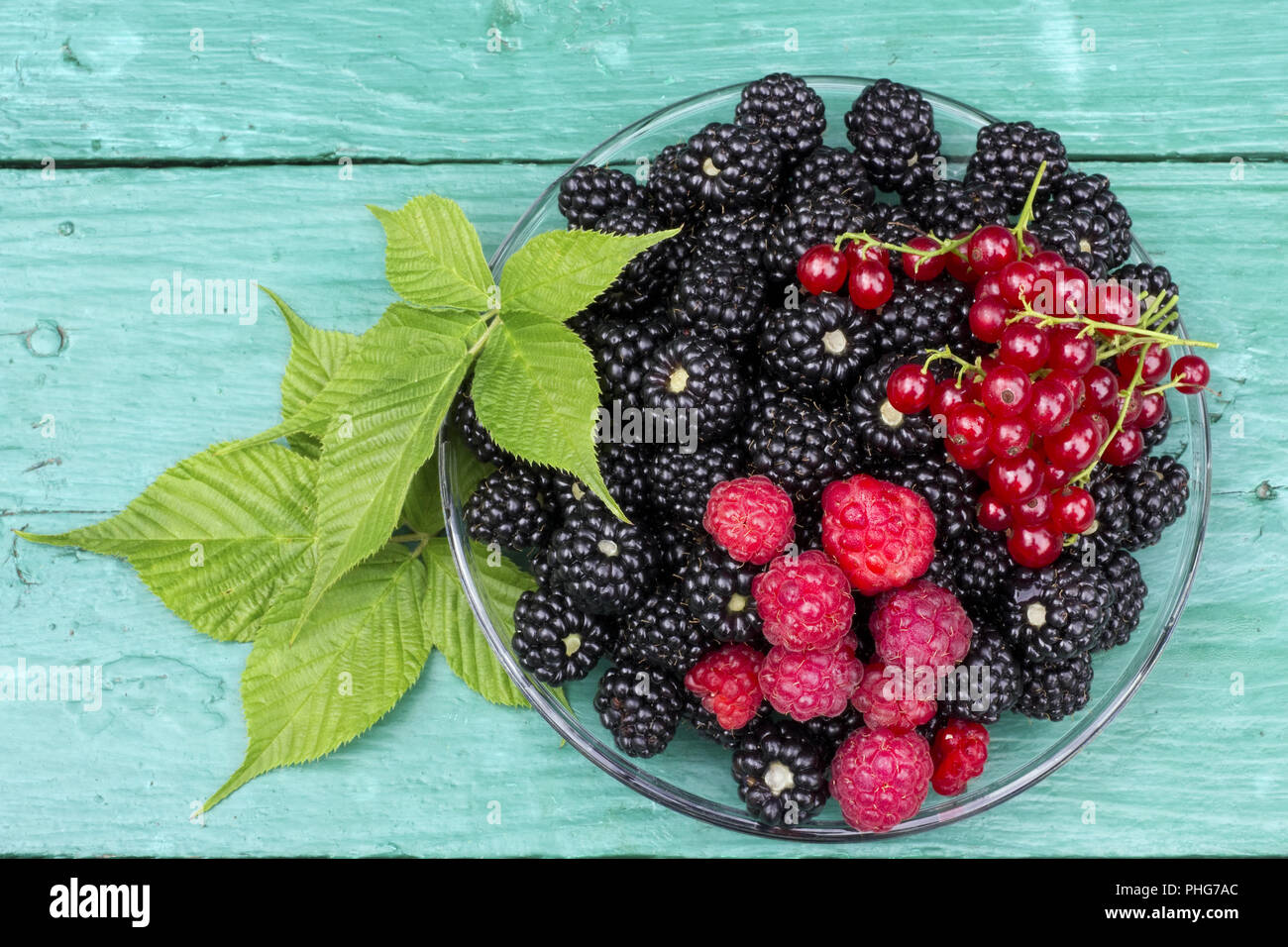Wild black and red berries Stock Photo - Alamy