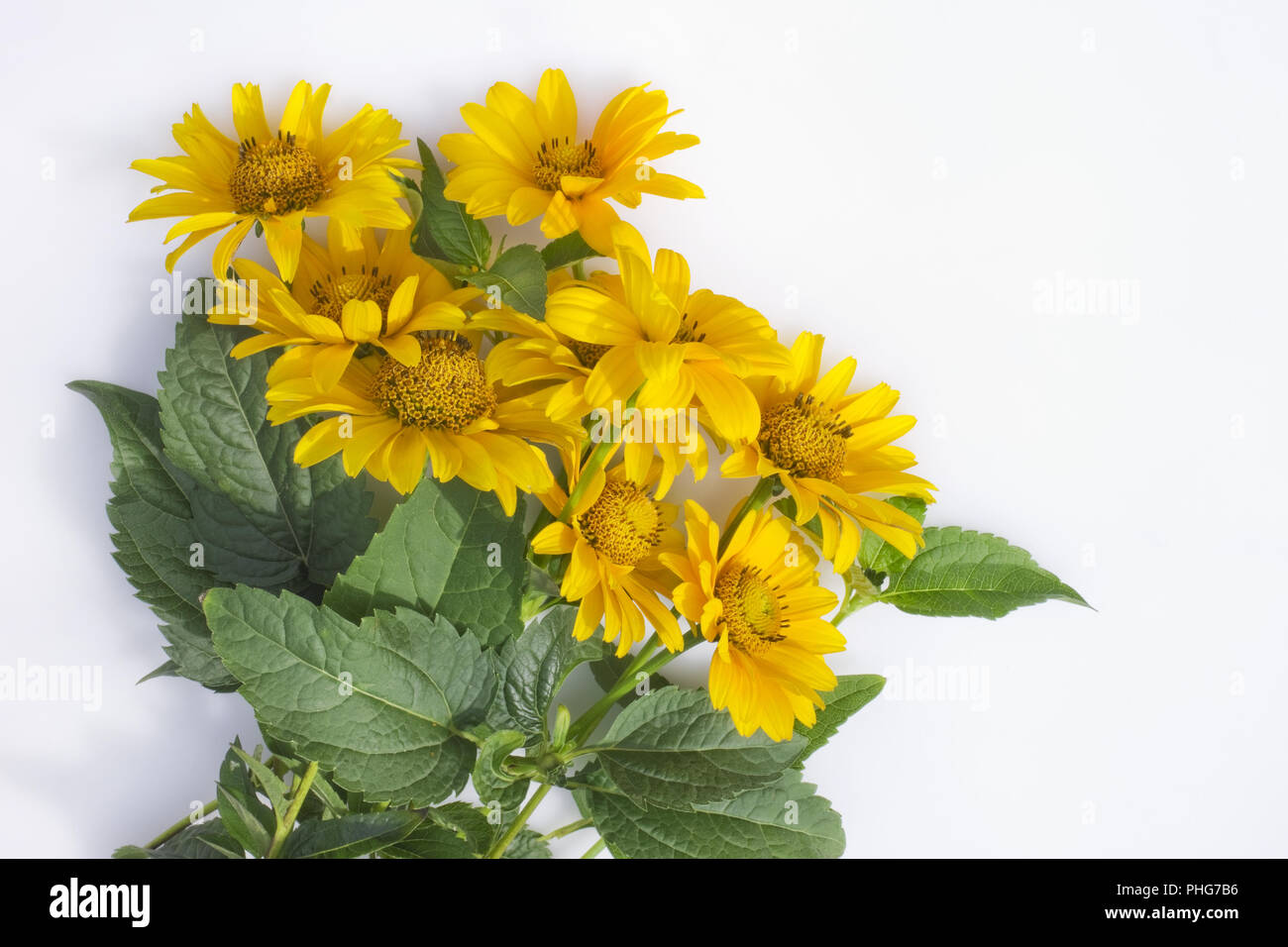 Small yellow July sunflowers Stock Photo - Alamy