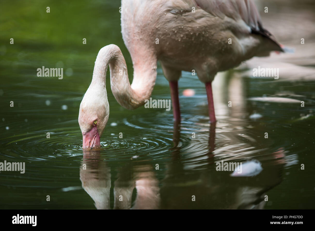 Pink Flamingo feeding in water - filtering water with its beak Stock ...