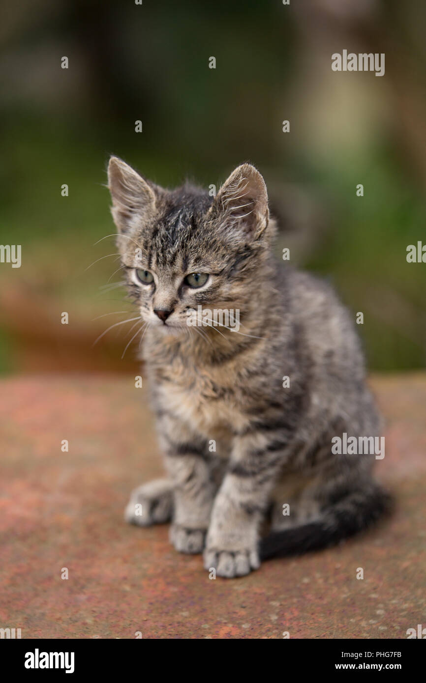 Kittens playing outside in grass hi-res stock photography and images ...