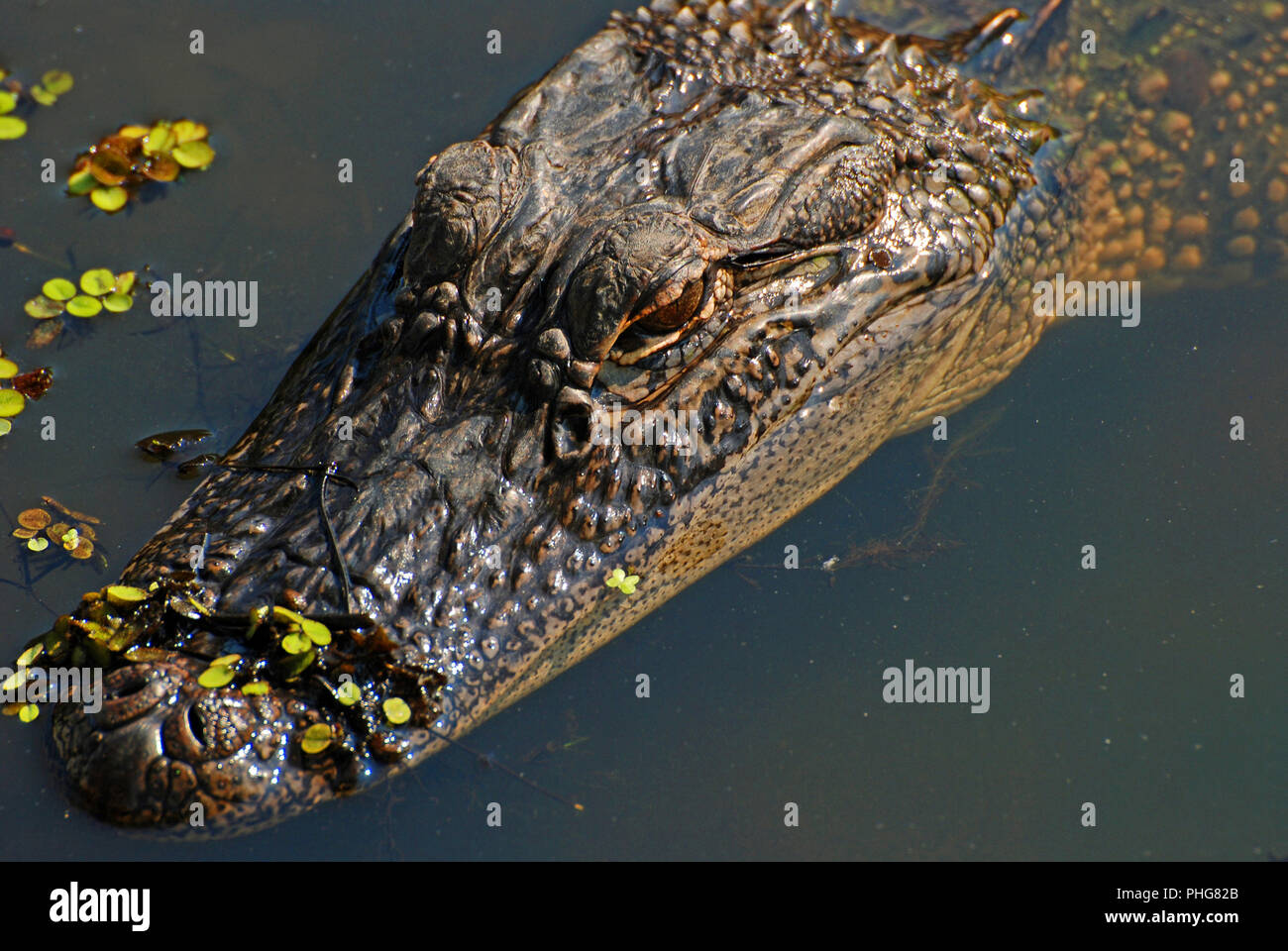 American alligator in lousiana bayou hi-res stock photography and ...