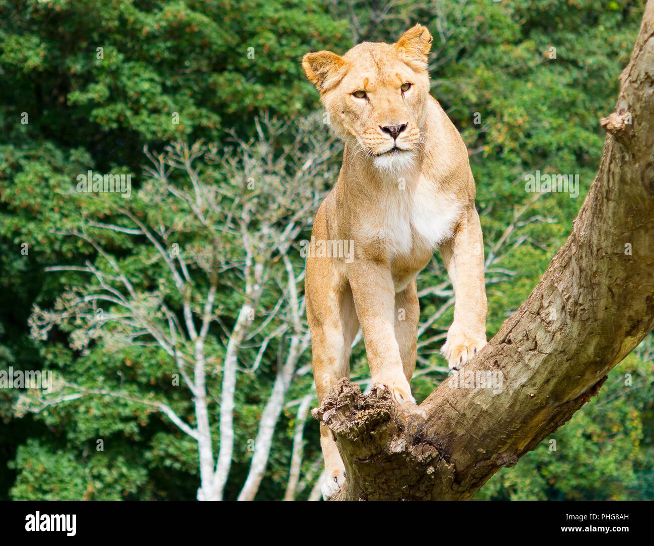 Lion in savannah big tree hi-res stock photography and images - Alamy
