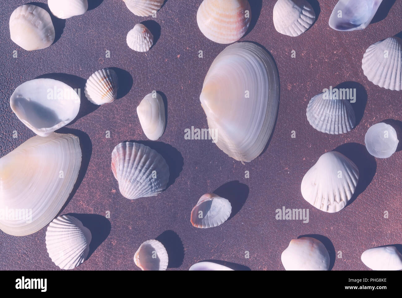 Small sea shells on a brown leather background clouse-up Stock Photo ...
