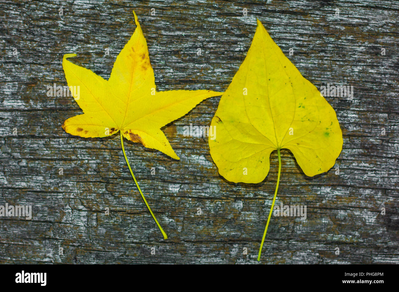 Plane tree with maple leaves hi-res stock photography and images - Alamy