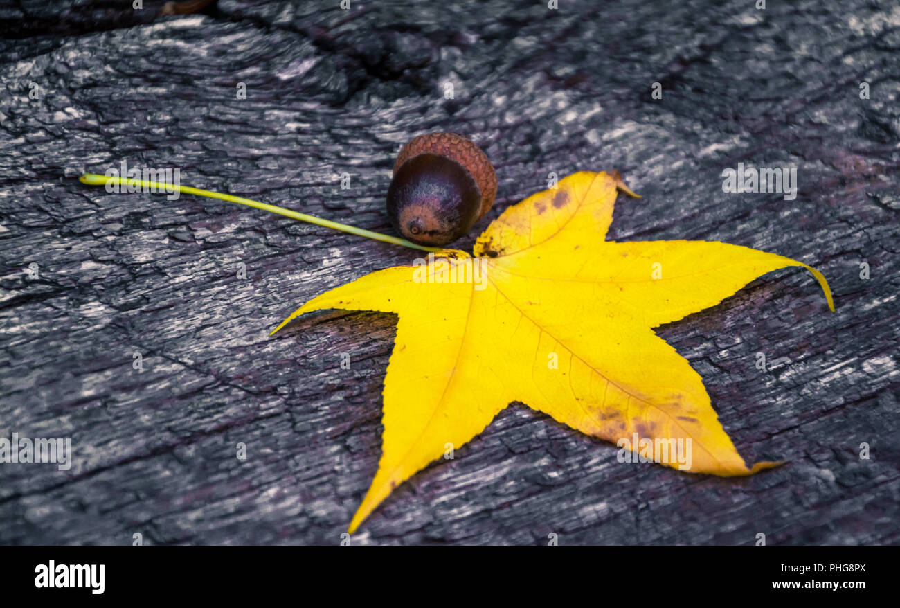 Acorn texture hi-res stock photography and images - Alamy