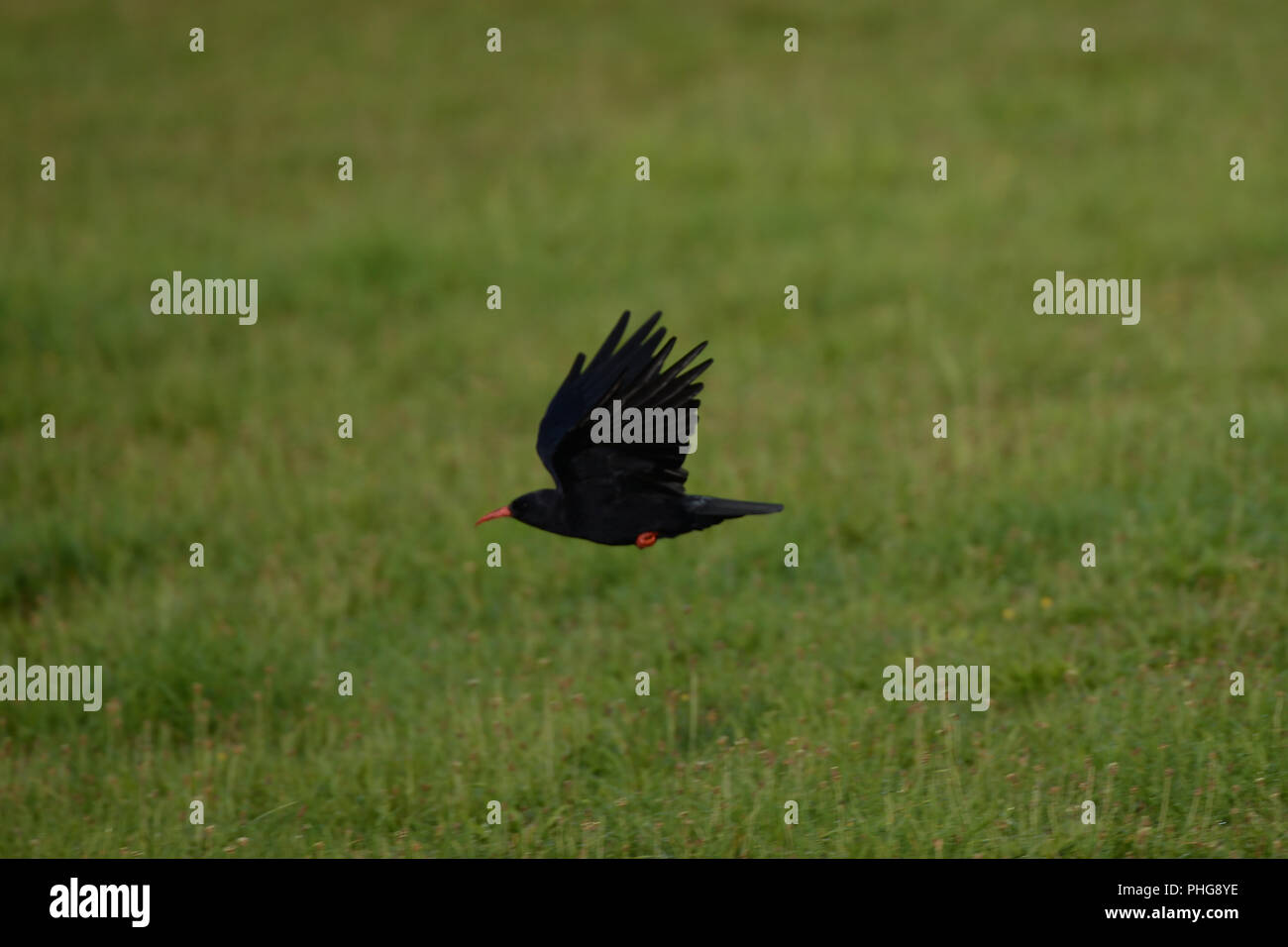 Red Billed Chough Bird High Resolution Stock Photography and Images - Alamy