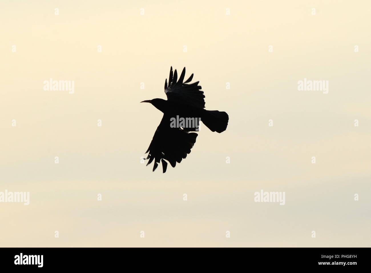 Red billed Chough in flight on a white sky background Stock Photo - Alamy