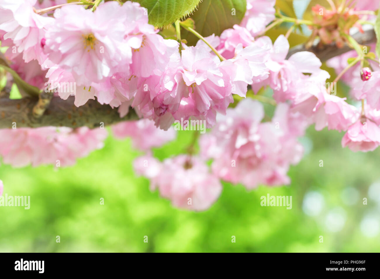 Sakura pink tree hi-res stock photography and images - Alamy