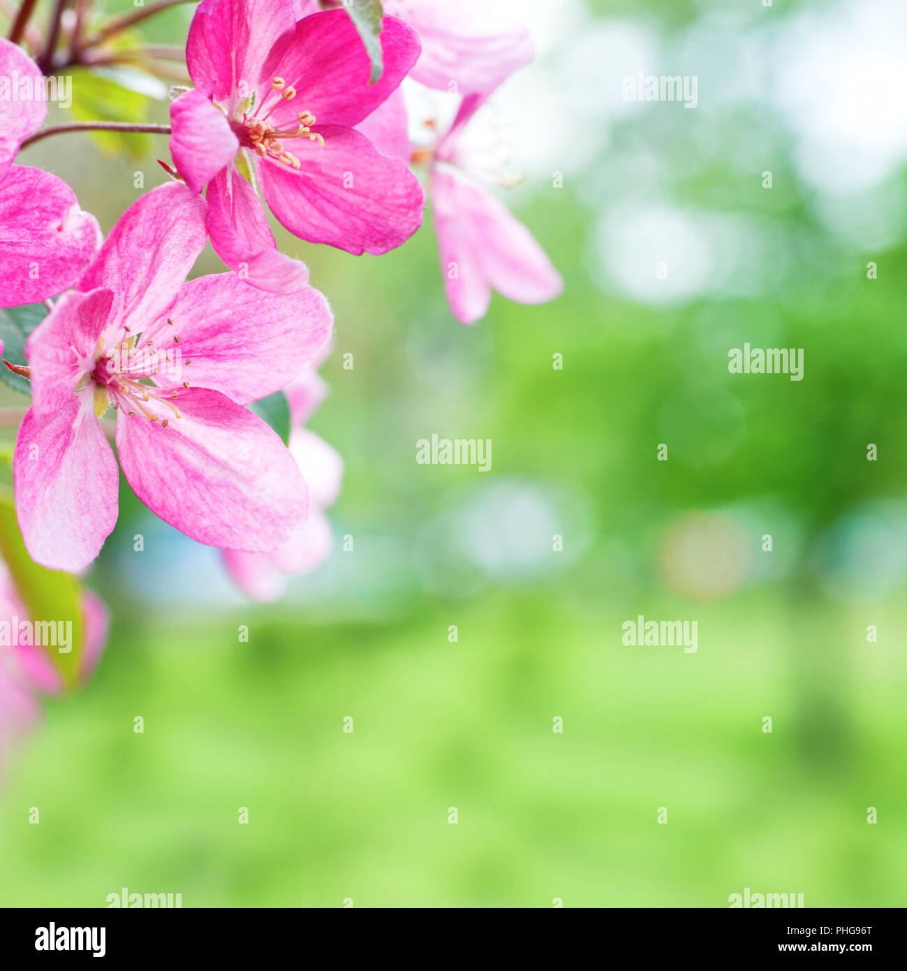 White and pink cherry blossom hi-res stock photography and images - Alamy