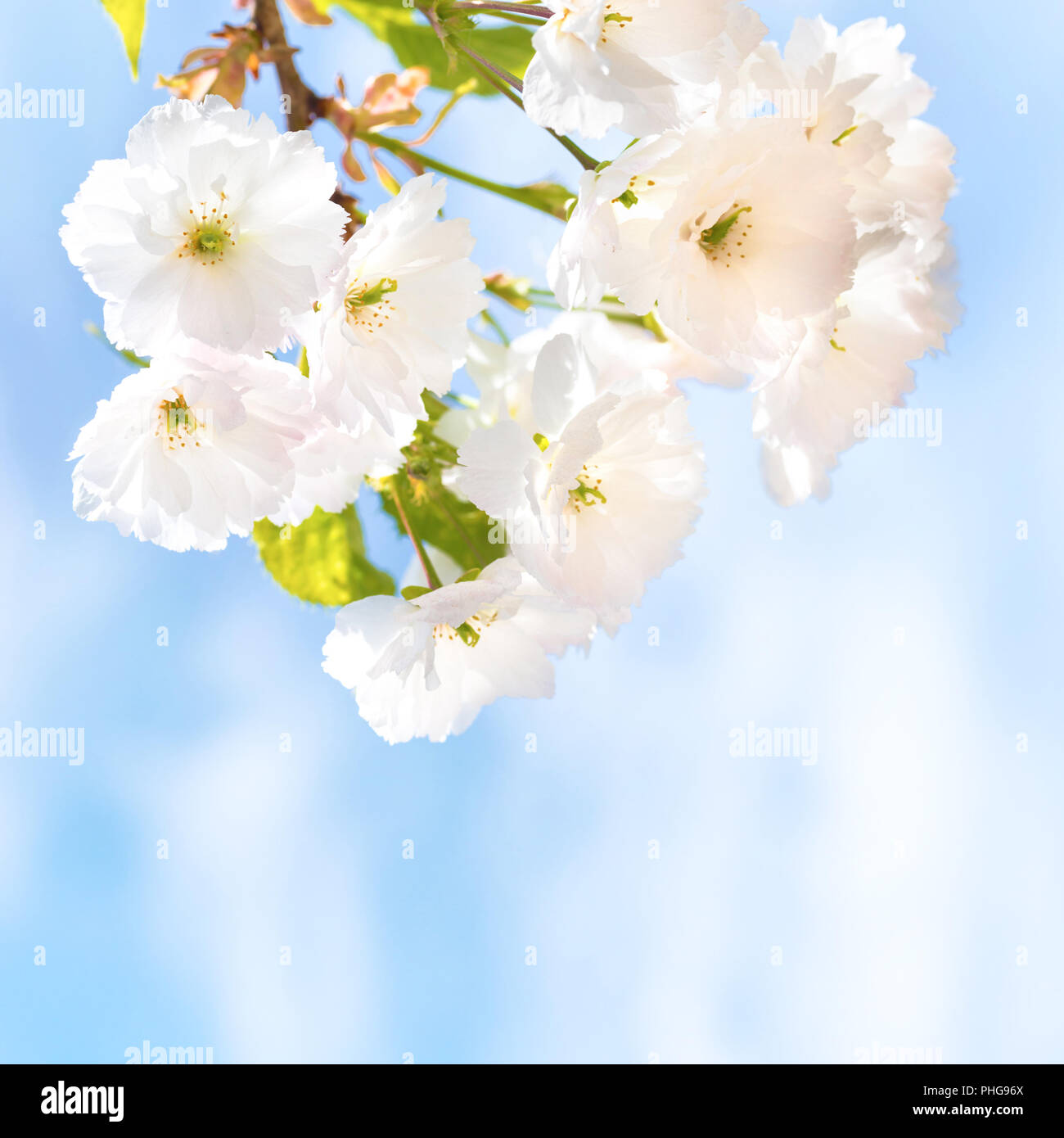 White sakura hi-res stock photography and images - Alamy