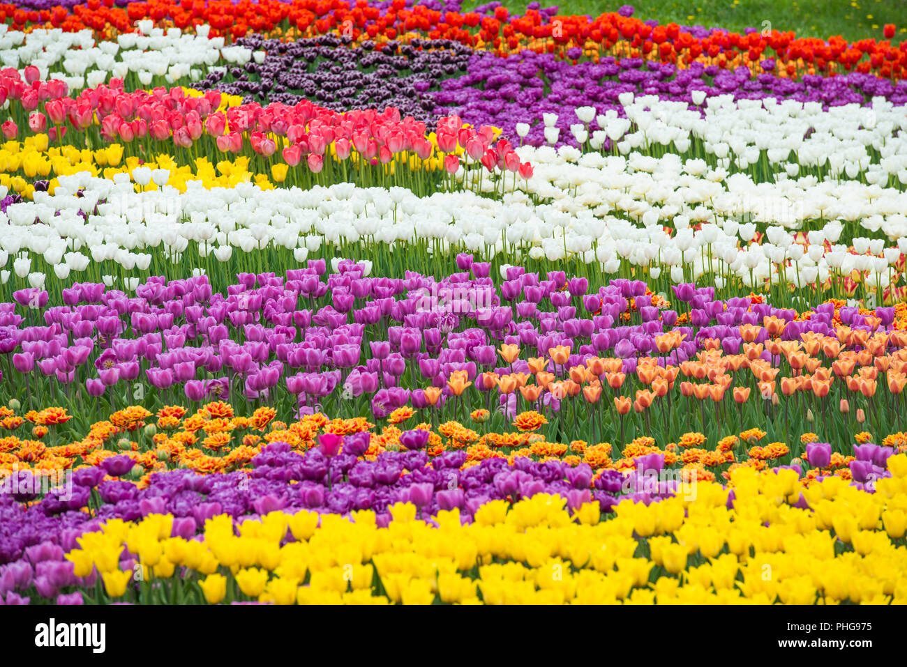 Field of colorful flowers hi-res stock photography and images - Alamy