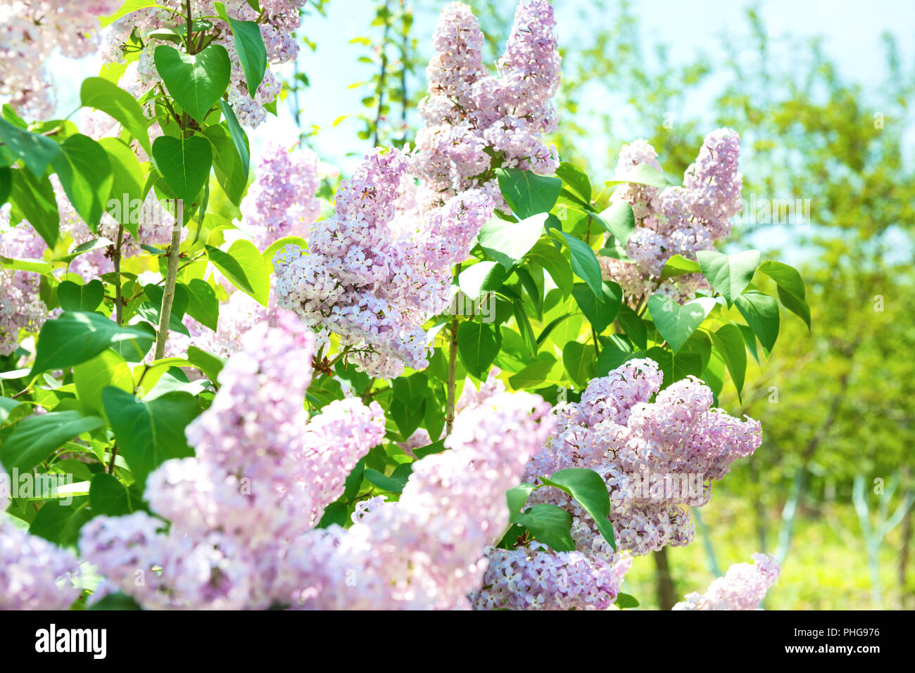 Beautiful purple flower branch hi-res stock photography and images - Alamy