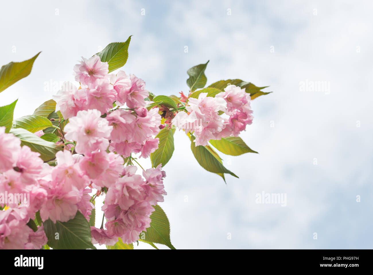 Tree pink sakura blossoms hi-res stock photography and images - Alamy
