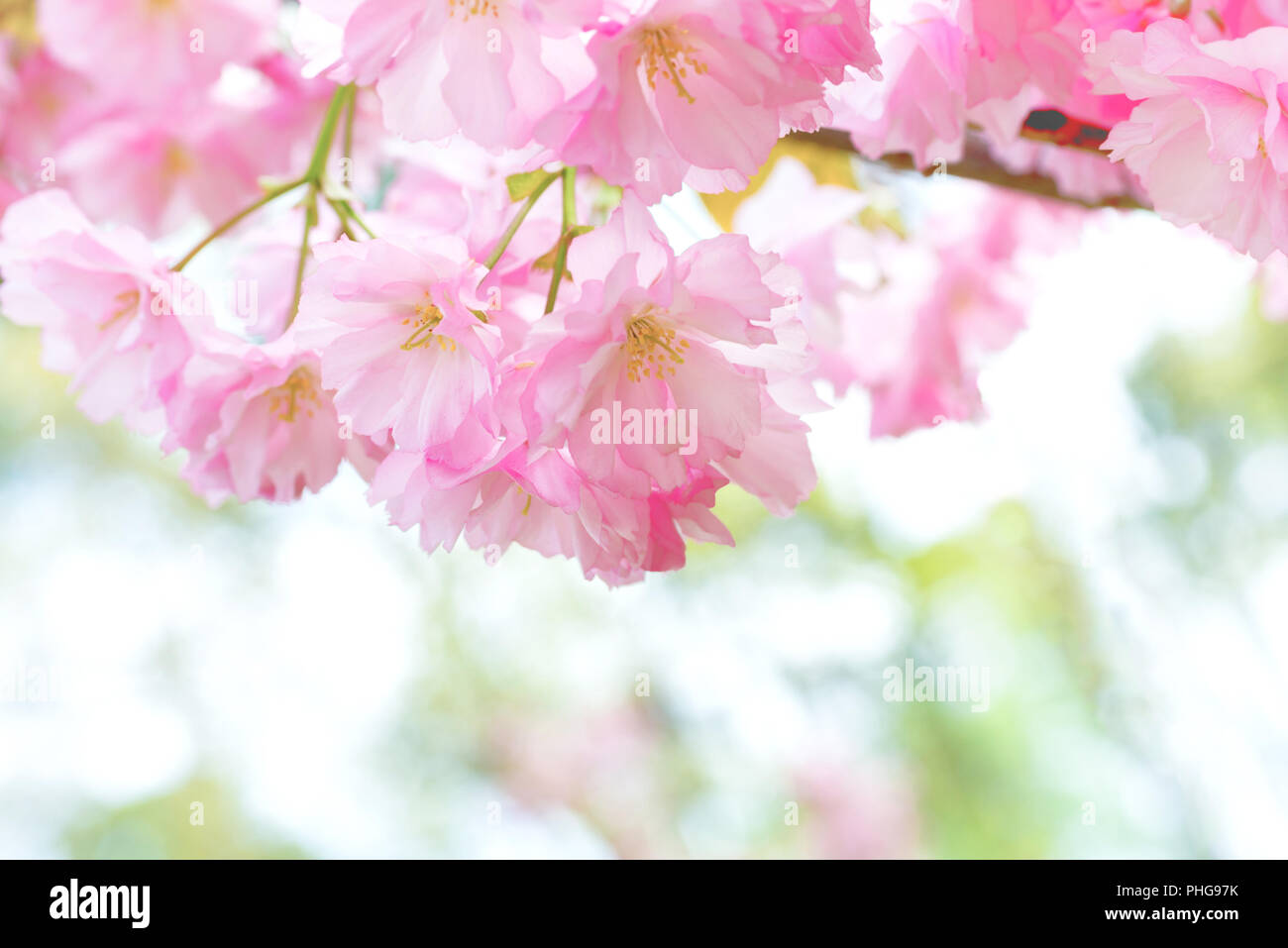 Pink blossoms on sakura hi-res stock photography and images - Alamy