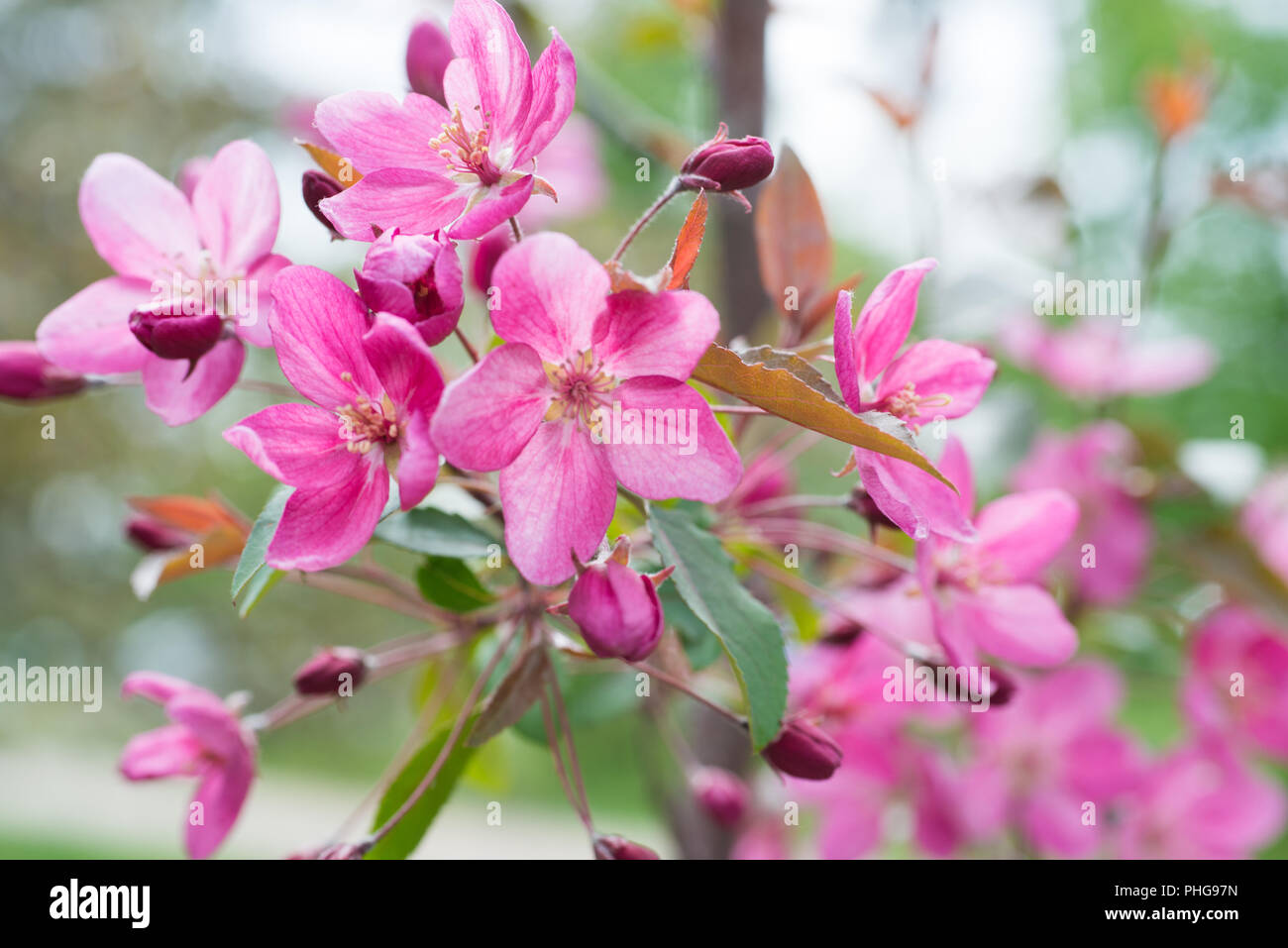 Light pink sakura hi-res stock photography and images - Alamy